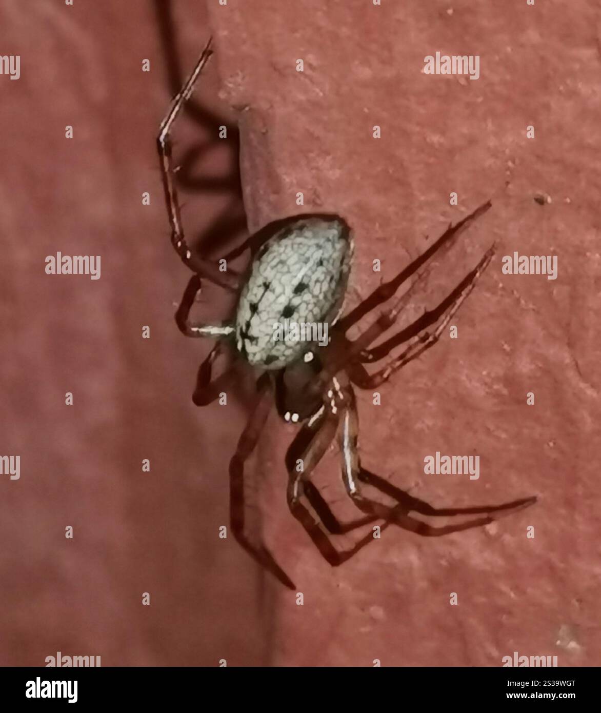 Horse-Head Spider (Stemonyphantes lineatus Stock Photo - Alamy