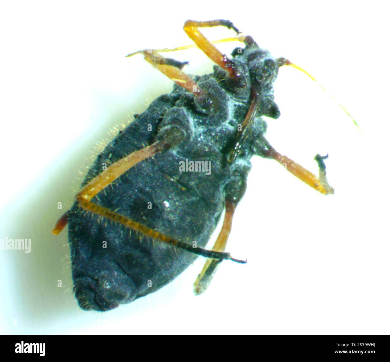 black willow aphid (Pterocomma smithiae Stock Photo - Alamy