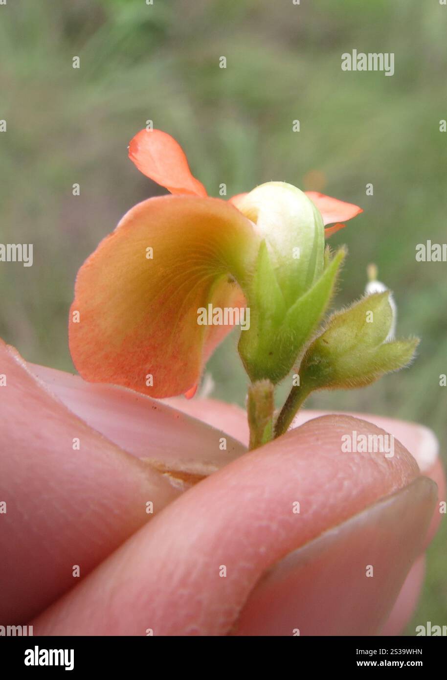 Orange Hoarypea (Tephrosia elongata Stock Photo - Alamy