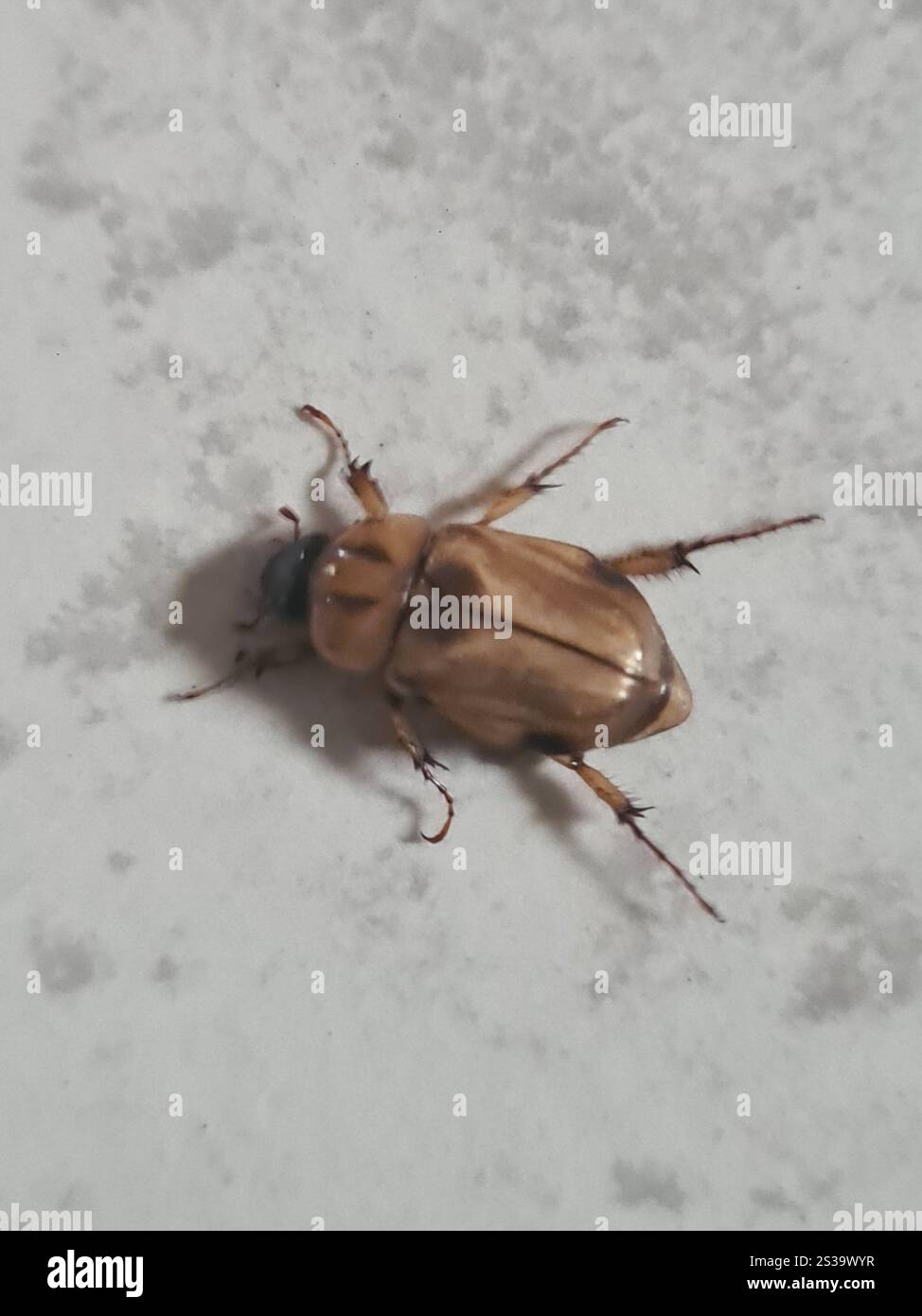 Masked Chafers and Rice Beetles (Cyclocephalini Stock Photo - Alamy