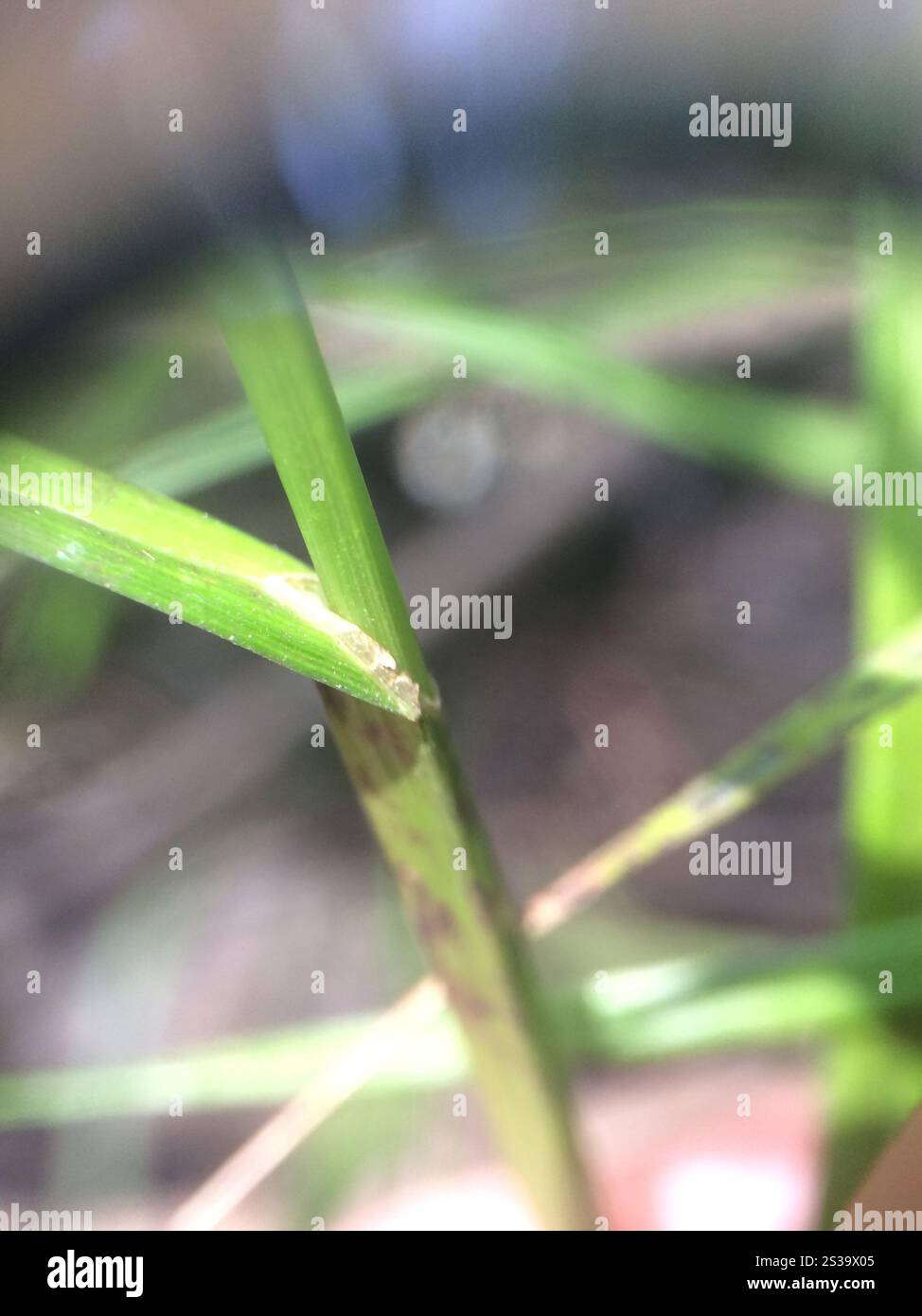 blunt broom sedge (Carex tribuloides Stock Photo - Alamy