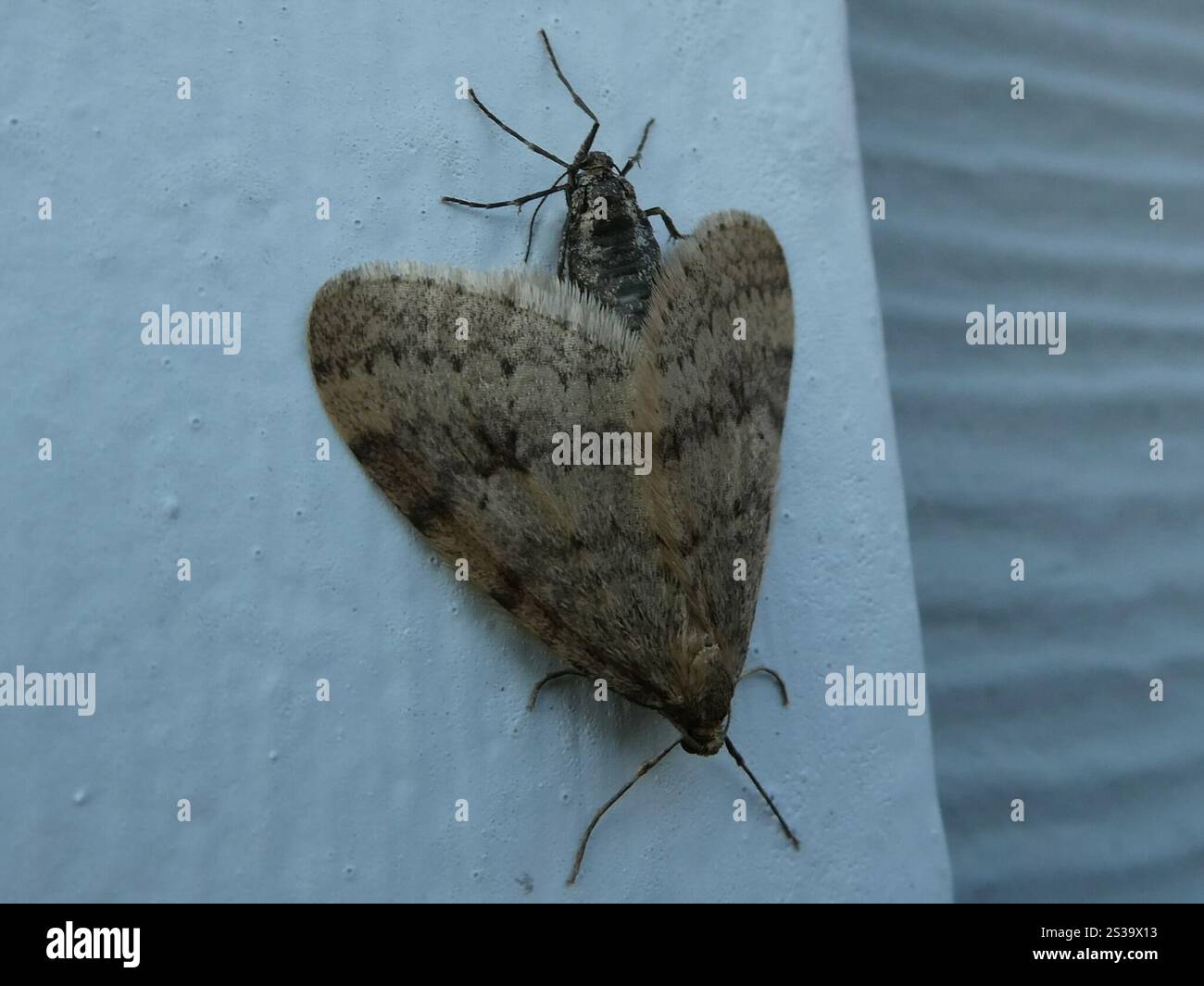 Bruce Spanworm Moth (Operophtera bruceata Stock Photo - Alamy