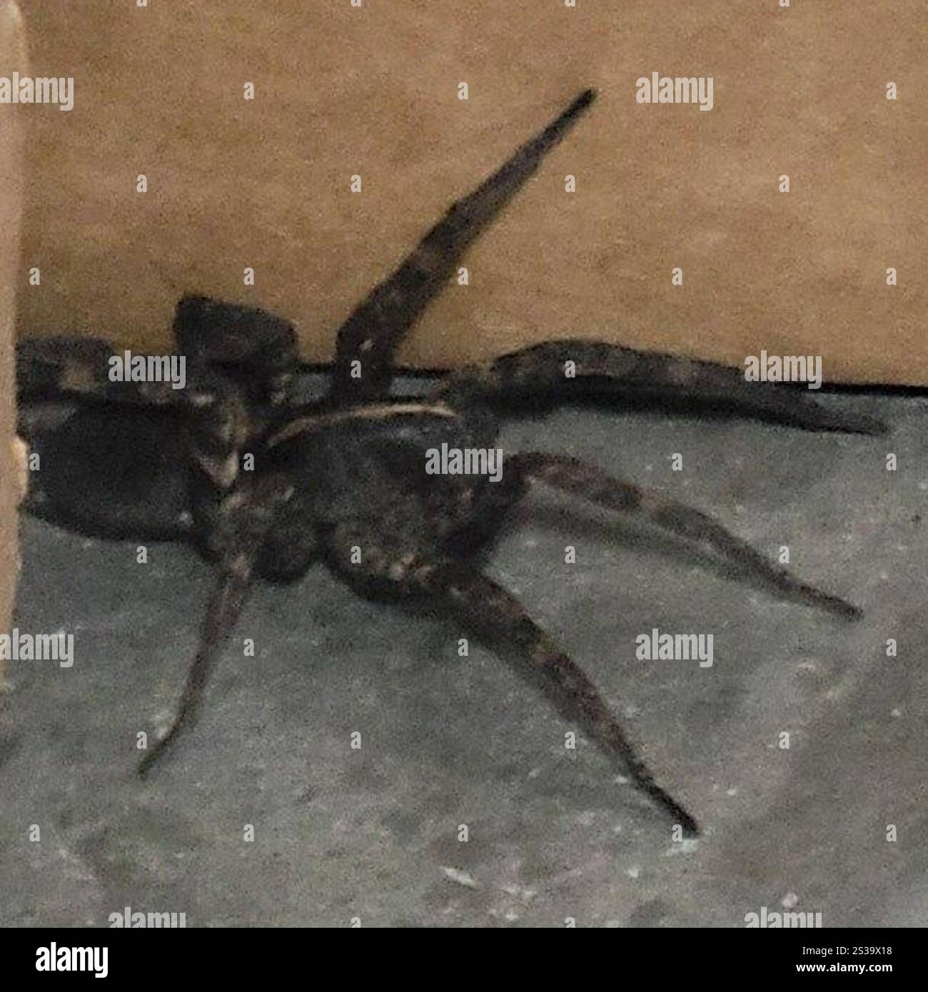 Georgia Wolf Spider (Tigrosa georgicola Stock Photo - Alamy