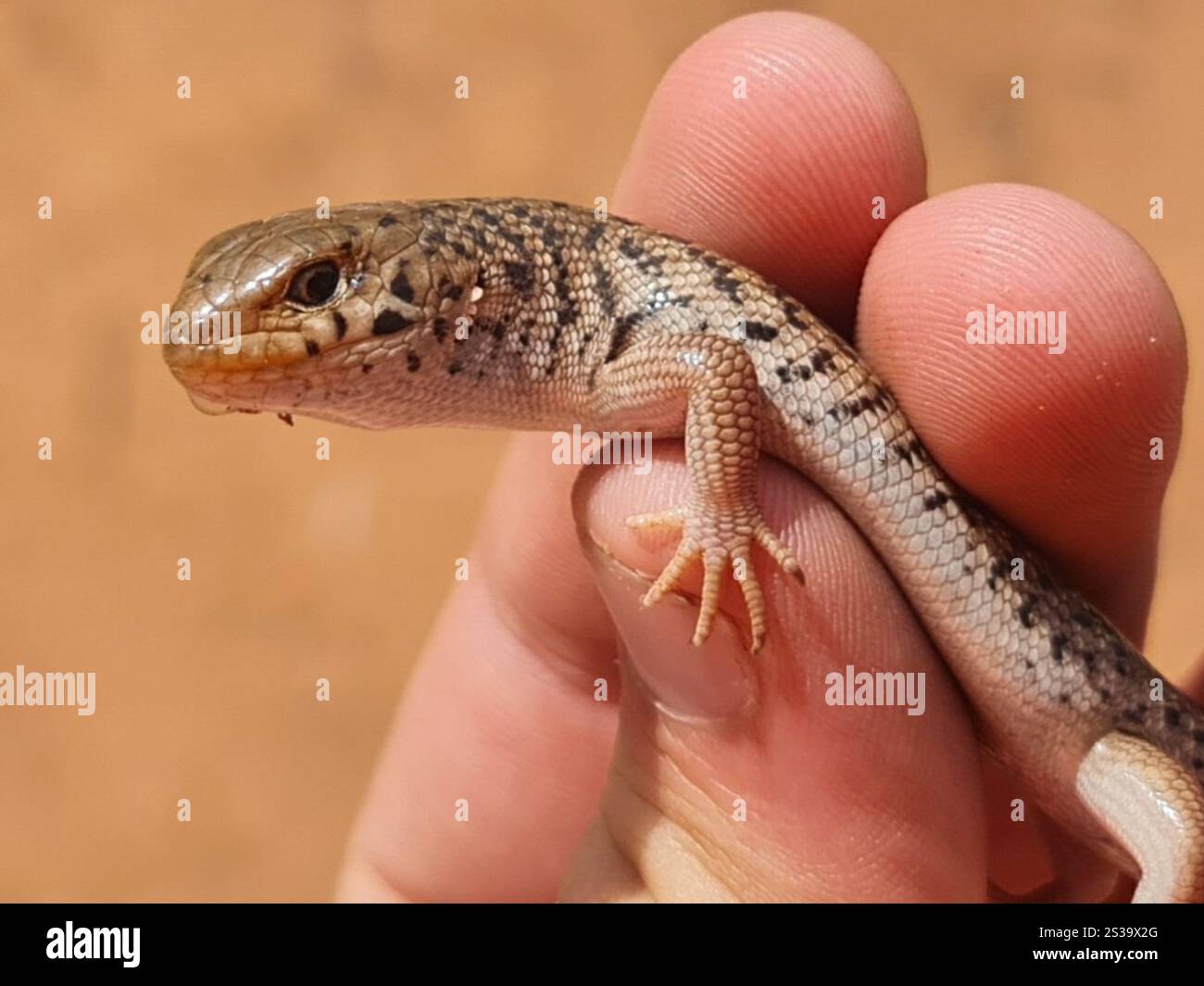 Desert Skink (Liopholis inornata Stock Photo - Alamy