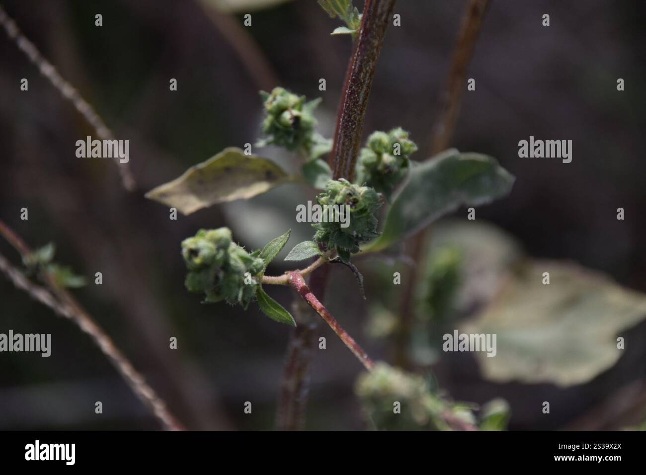 Sumpweed (Iva annua Stock Photo - Alamy