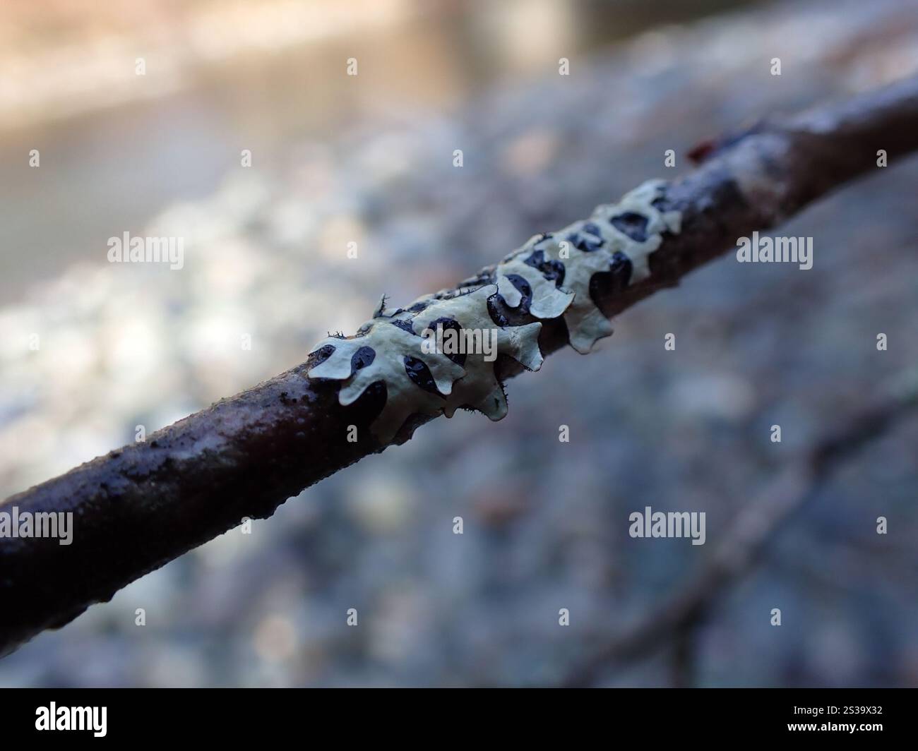 Green Loop Lichen (Hypotrachyna sinuosa Stock Photo - Alamy
