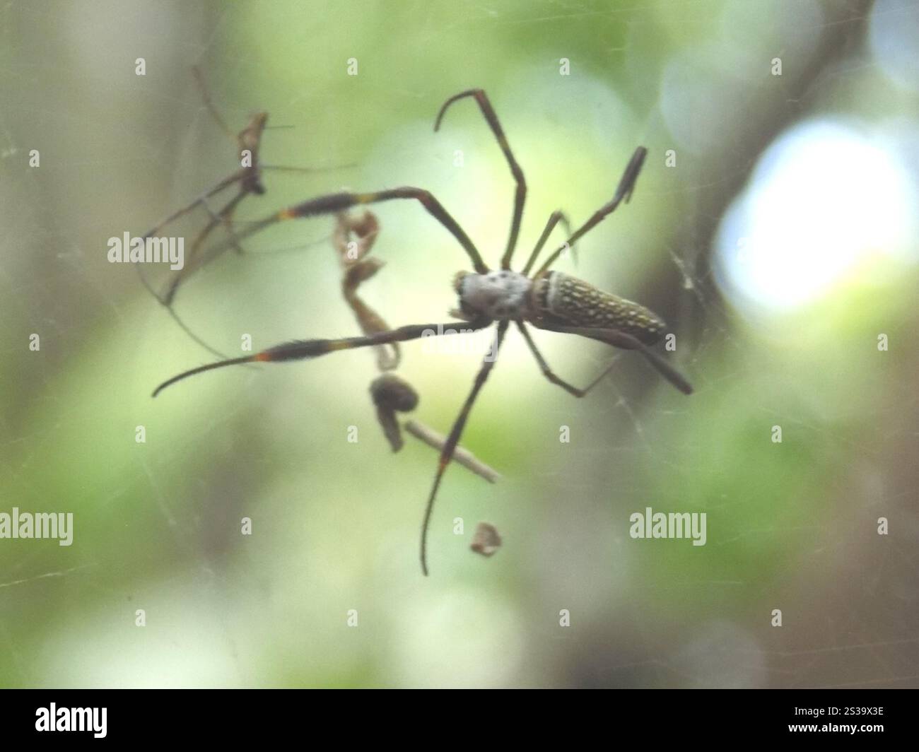 Golden Silk Spider (Trichonephila clavipes Stock Photo - Alamy