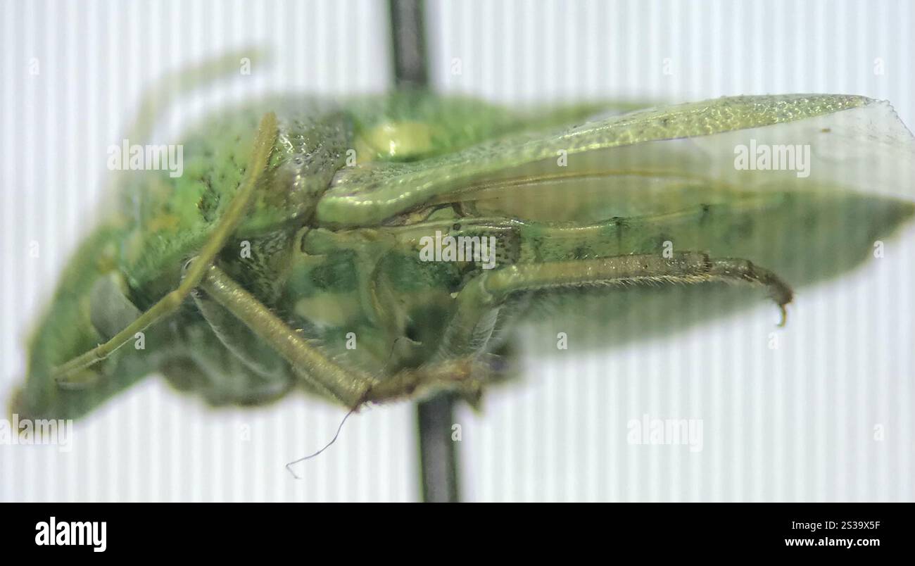 Juniper Stink Bug (Banasa euchlora Stock Photo - Alamy