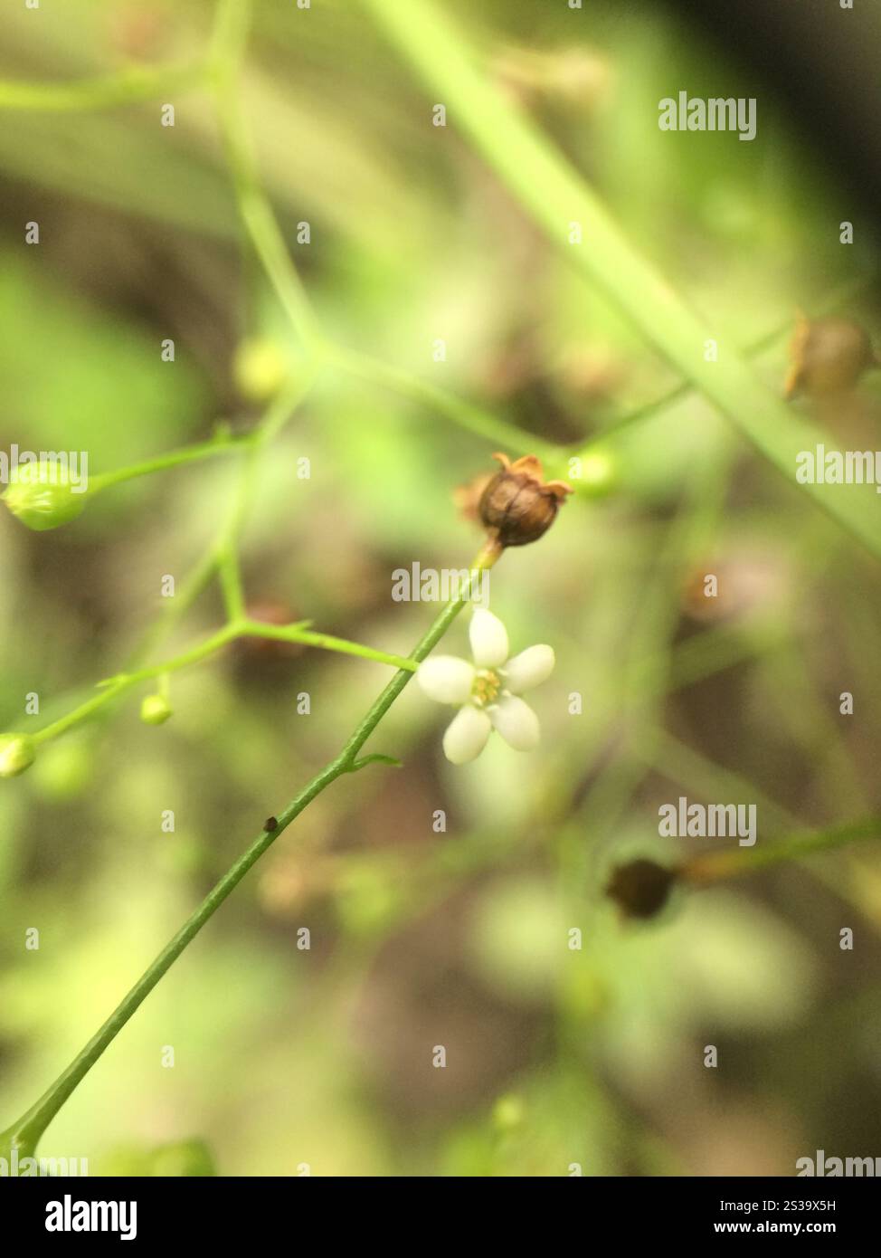 seaside brookweed (Samolus parviflorus Stock Photo - Alamy