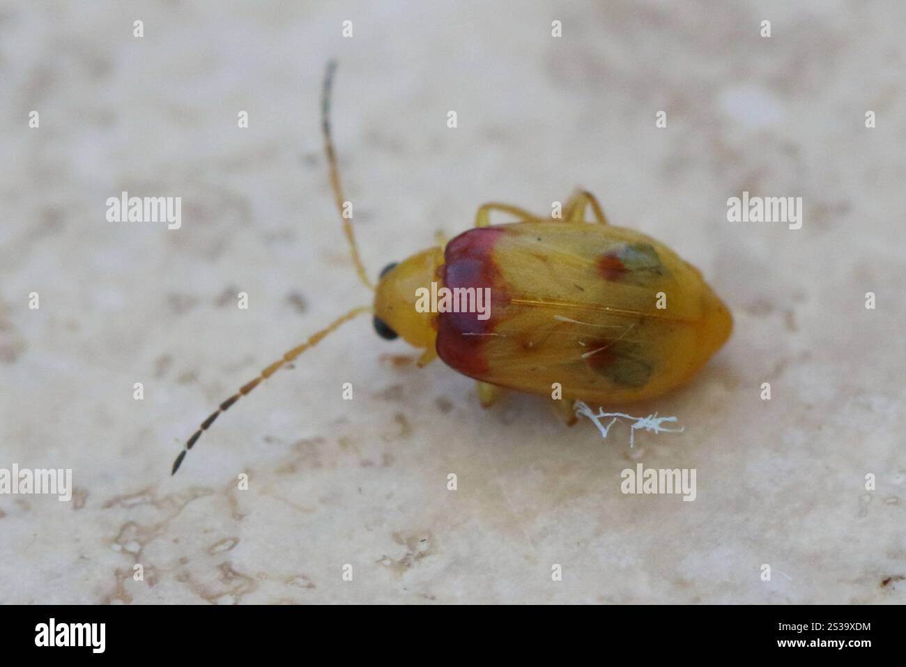 Red-shouldered Leaf Beetle (Monolepta australis Stock Photo - Alamy