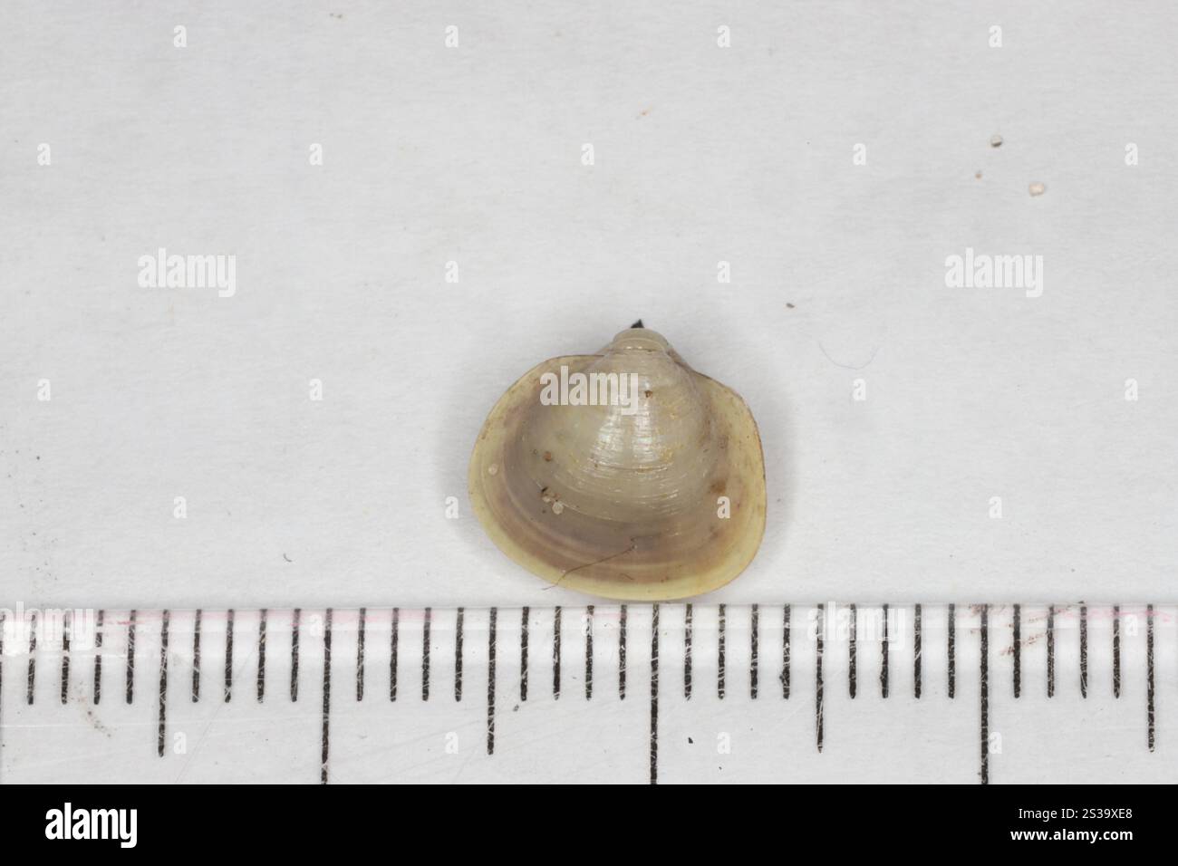 Lake Fingernailclam (Musculium lacustre Stock Photo - Alamy