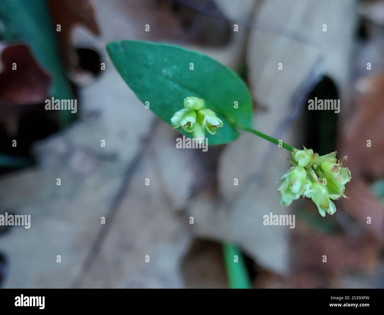 arrow-leaved tearthumb (Persicaria sagittata Stock Photo - Alamy
