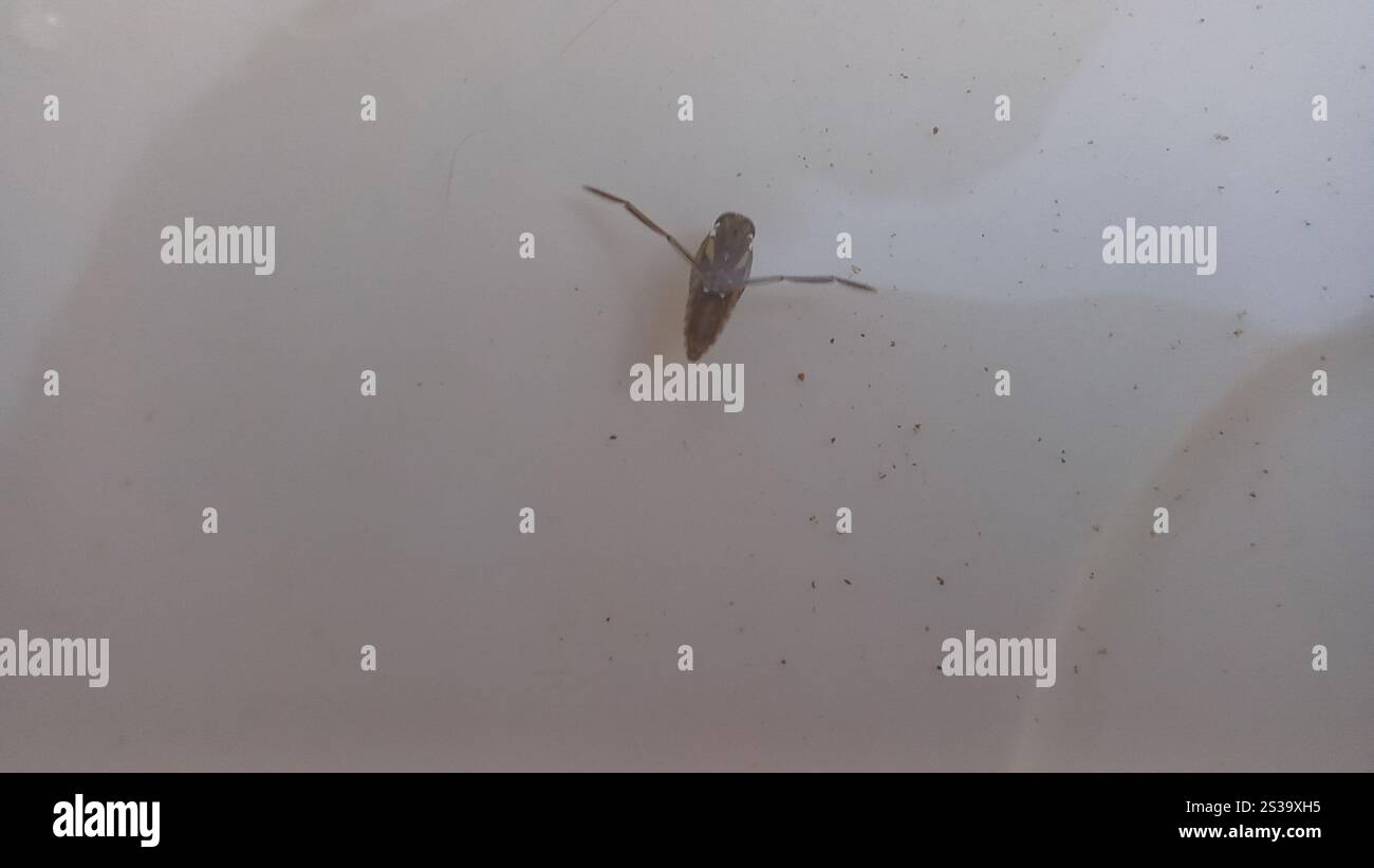 Common Backswimmers (Anisops Stock Photo - Alamy