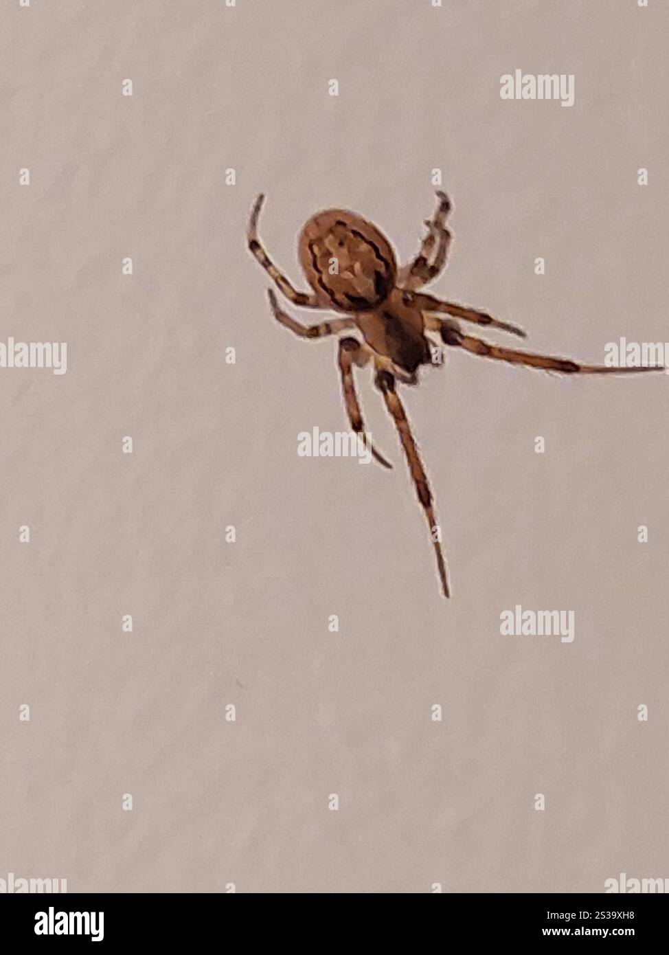 Silver-sided Sector Spider (Zygiella x-notata Stock Photo - Alamy