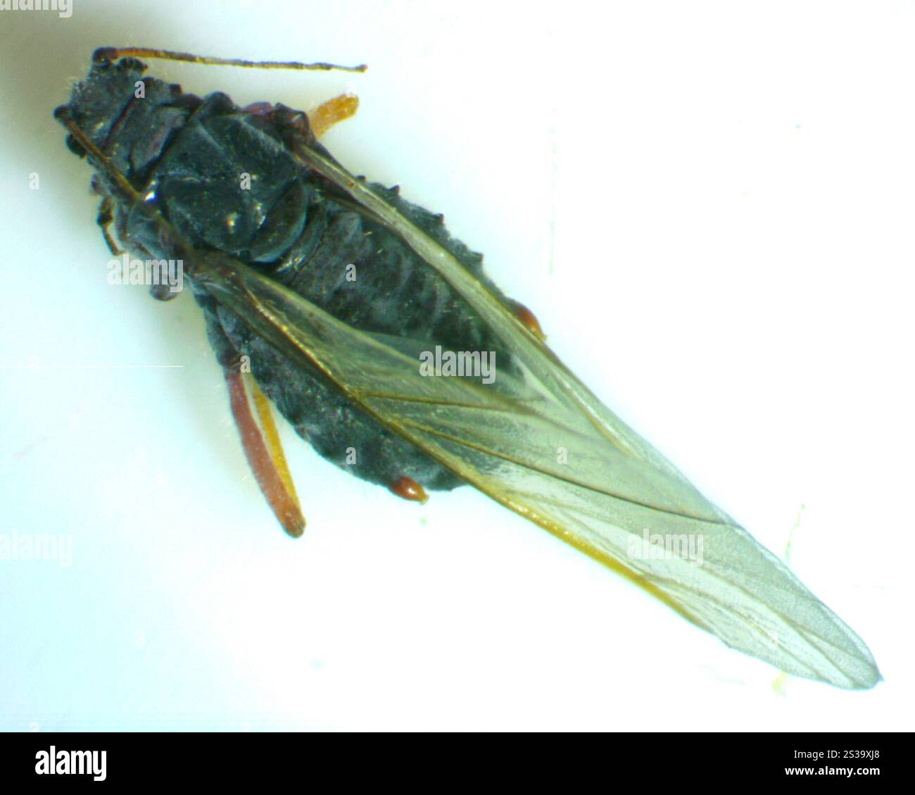 black willow aphid (Pterocomma smithiae Stock Photo - Alamy