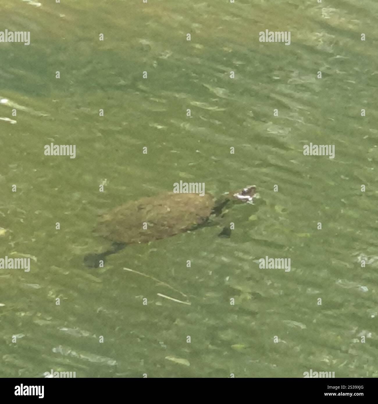 Eastern Saw-shelled Turtle (Myuchelys latisternum Stock Photo - Alamy