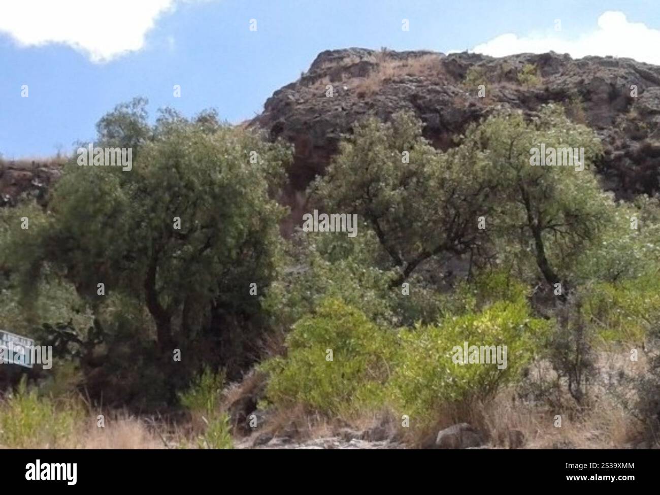 Peruvian Pepper Tree (Schinus molle Stock Photo - Alamy