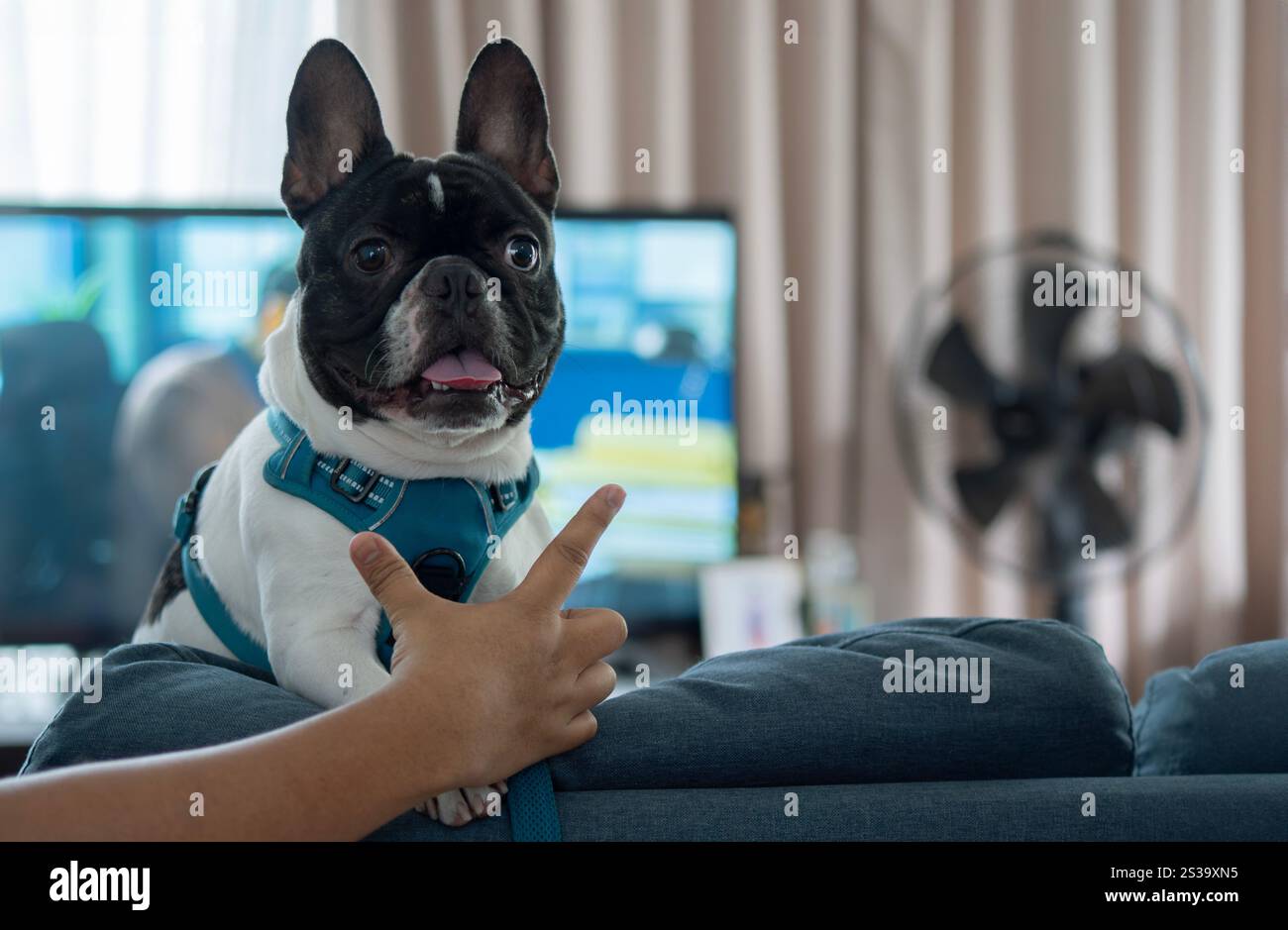 Portrait picture of black and white French bulldog with owner hand act ...
