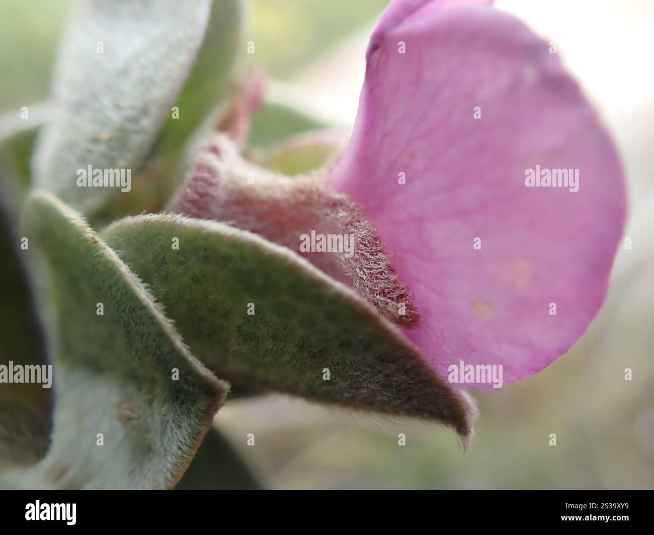 Felt Capesweetpea (Podalyria hirsuta Stock Photo - Alamy