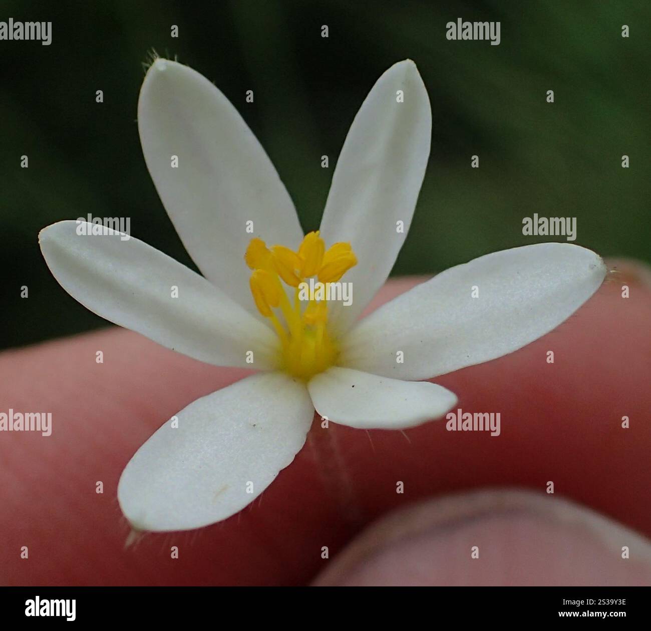 (Hypoxis parvula albiflora Stock Photo - Alamy