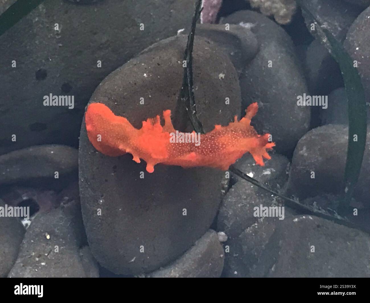 Spotted Dorid (Triopha maculata Stock Photo - Alamy