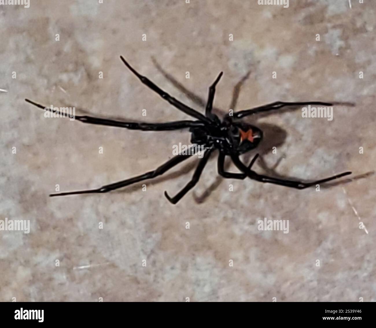 Western Black Widow (Latrodectus hesperus Stock Photo - Alamy