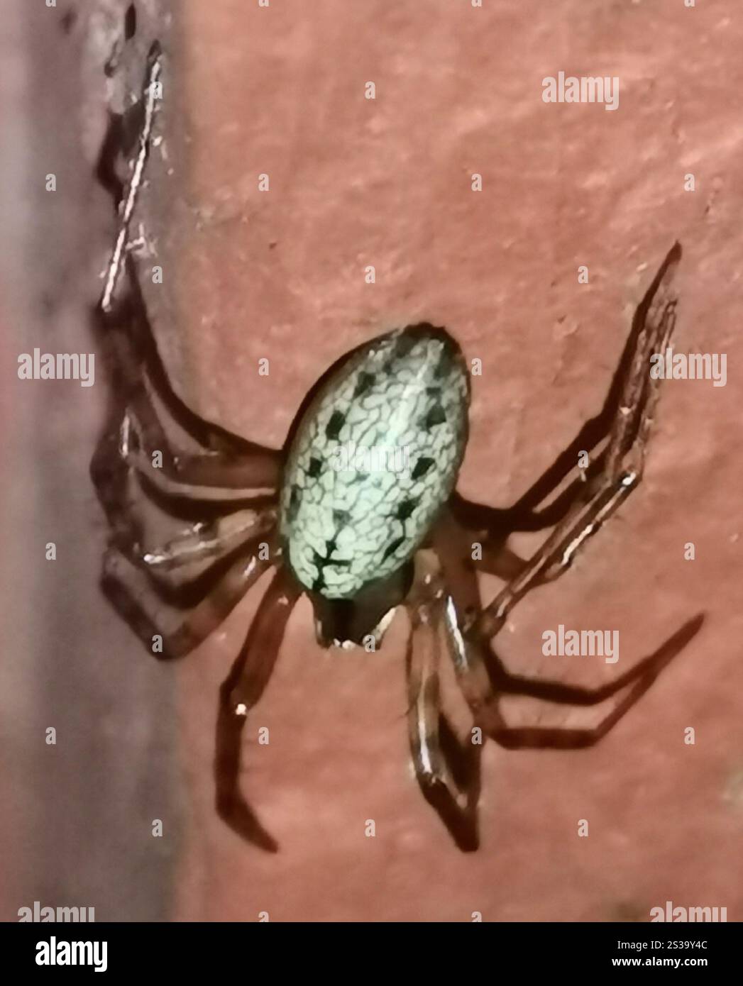 Horse-Head Spider (Stemonyphantes lineatus Stock Photo - Alamy