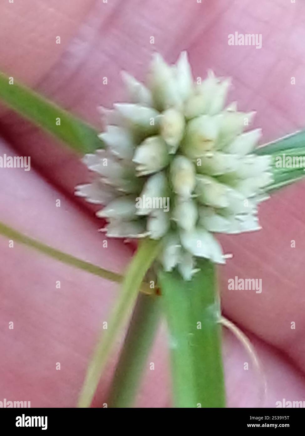 soft sedge (Cyperus dubius Stock Photo - Alamy
