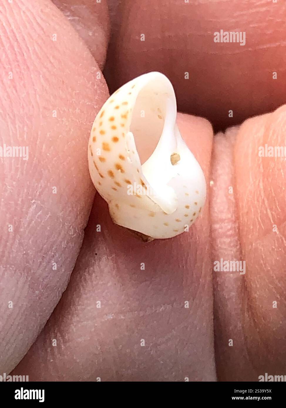 Tiger Moon Snail (Paratectonatica tigrina Stock Photo - Alamy