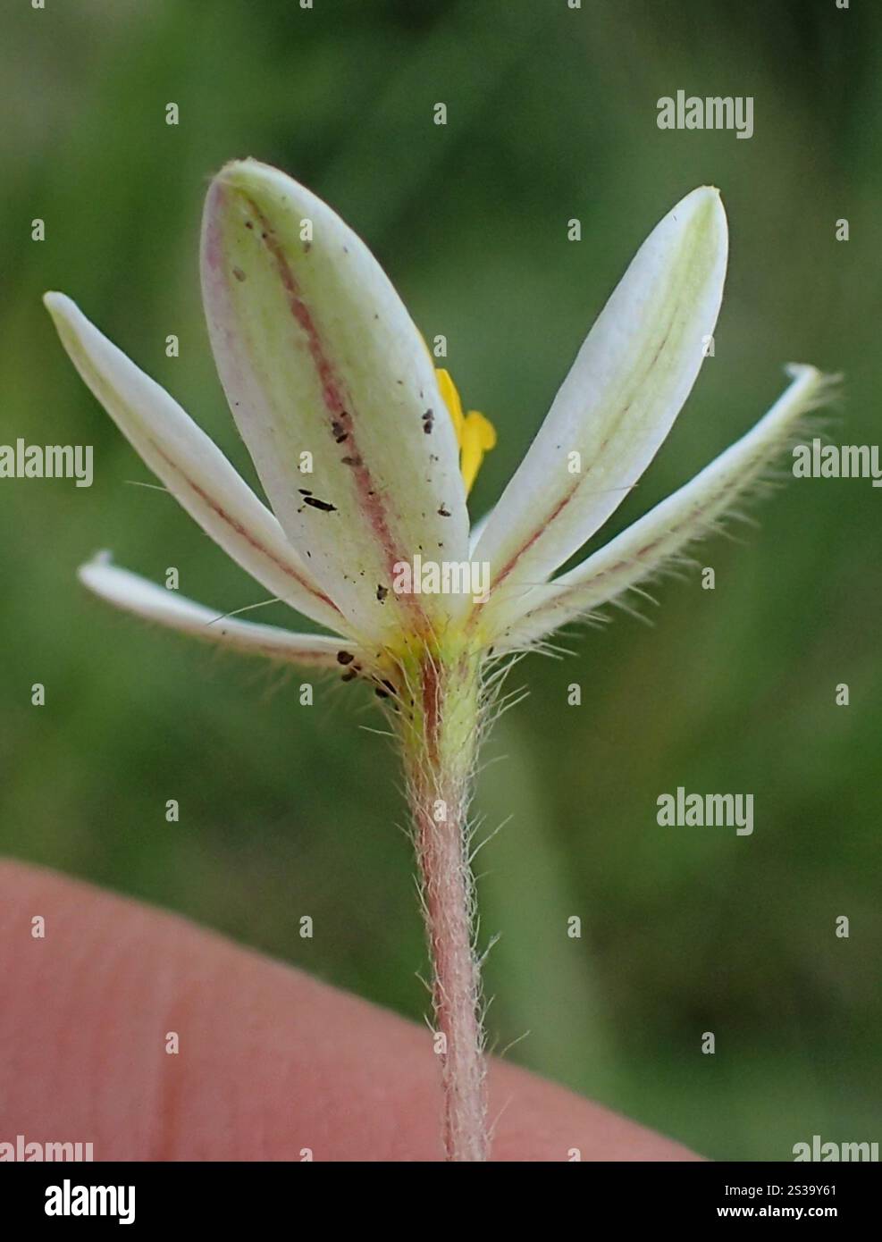 (Hypoxis parvula albiflora Stock Photo - Alamy