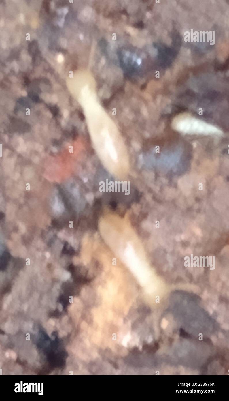 Eastern Subterranean Termite (Reticulitermes flavipes Stock Photo - Alamy