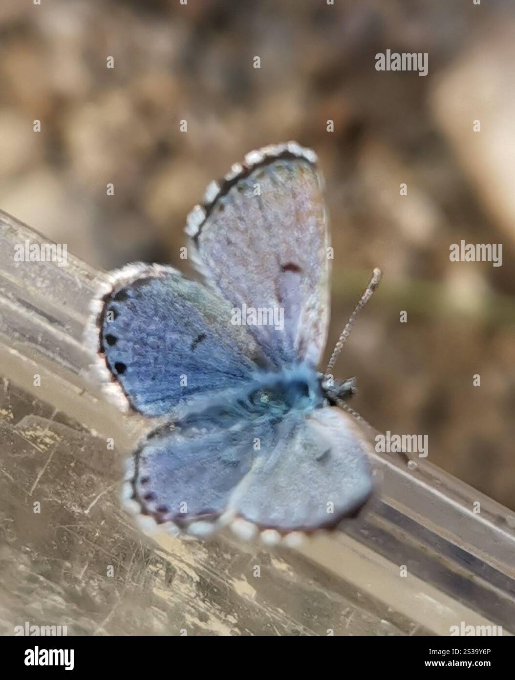 Baton Blue (Pseudophilotes baton Stock Photo - Alamy