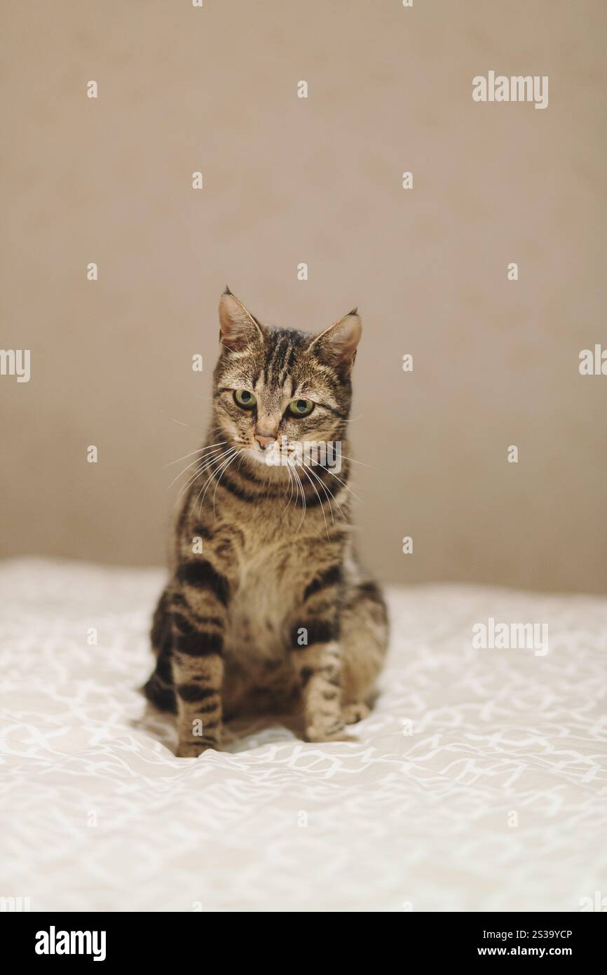 A calm and relaxed cat is sitting comfortably on a bed Stock Photo - Alamy