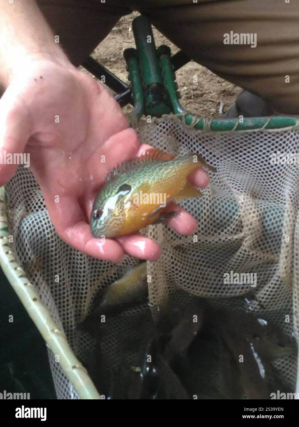 Longear Sunfish (Lepomis megalotis Stock Photo - Alamy