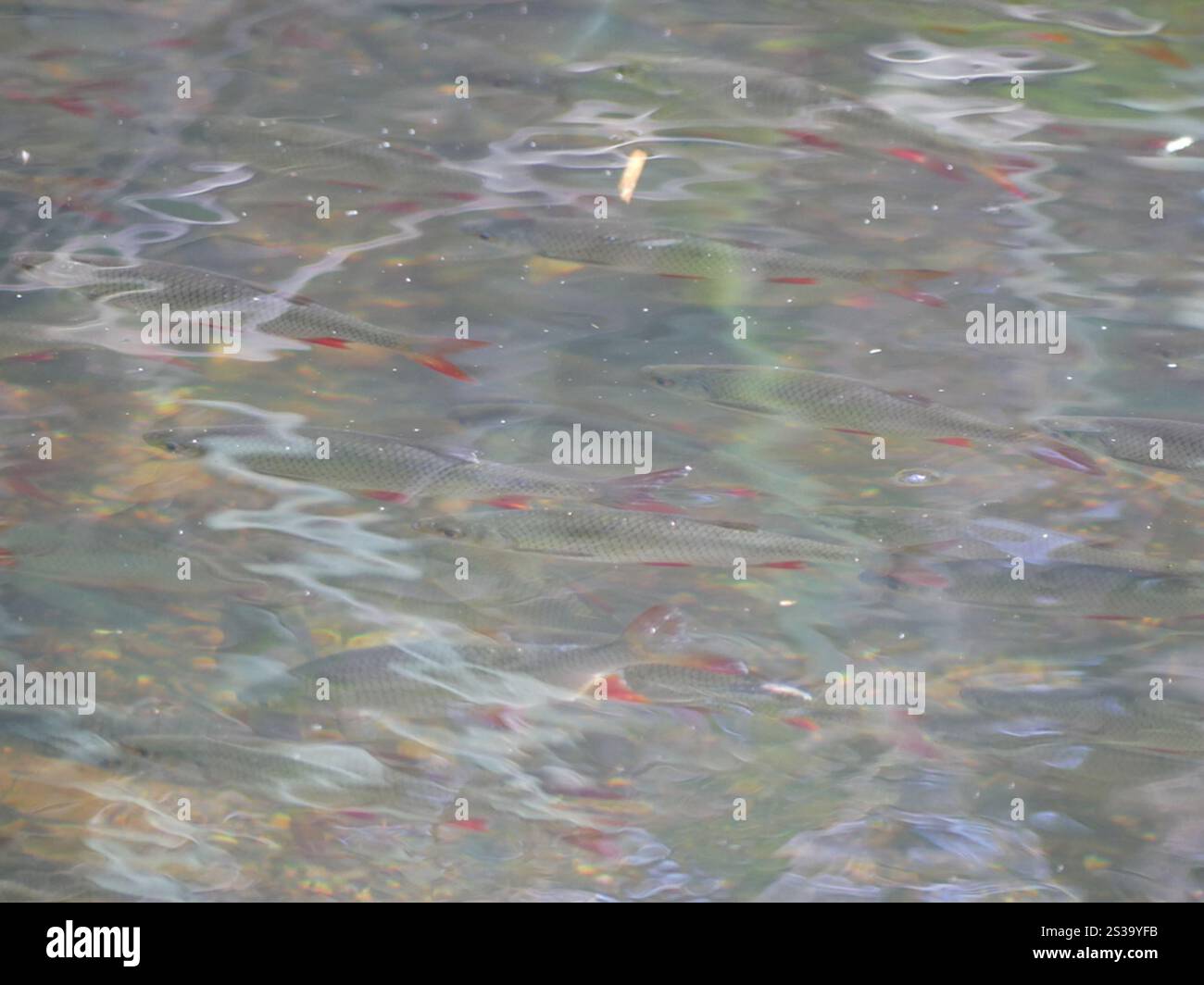 Common Rudd (Scardinius erythrophthalmus Stock Photo - Alamy