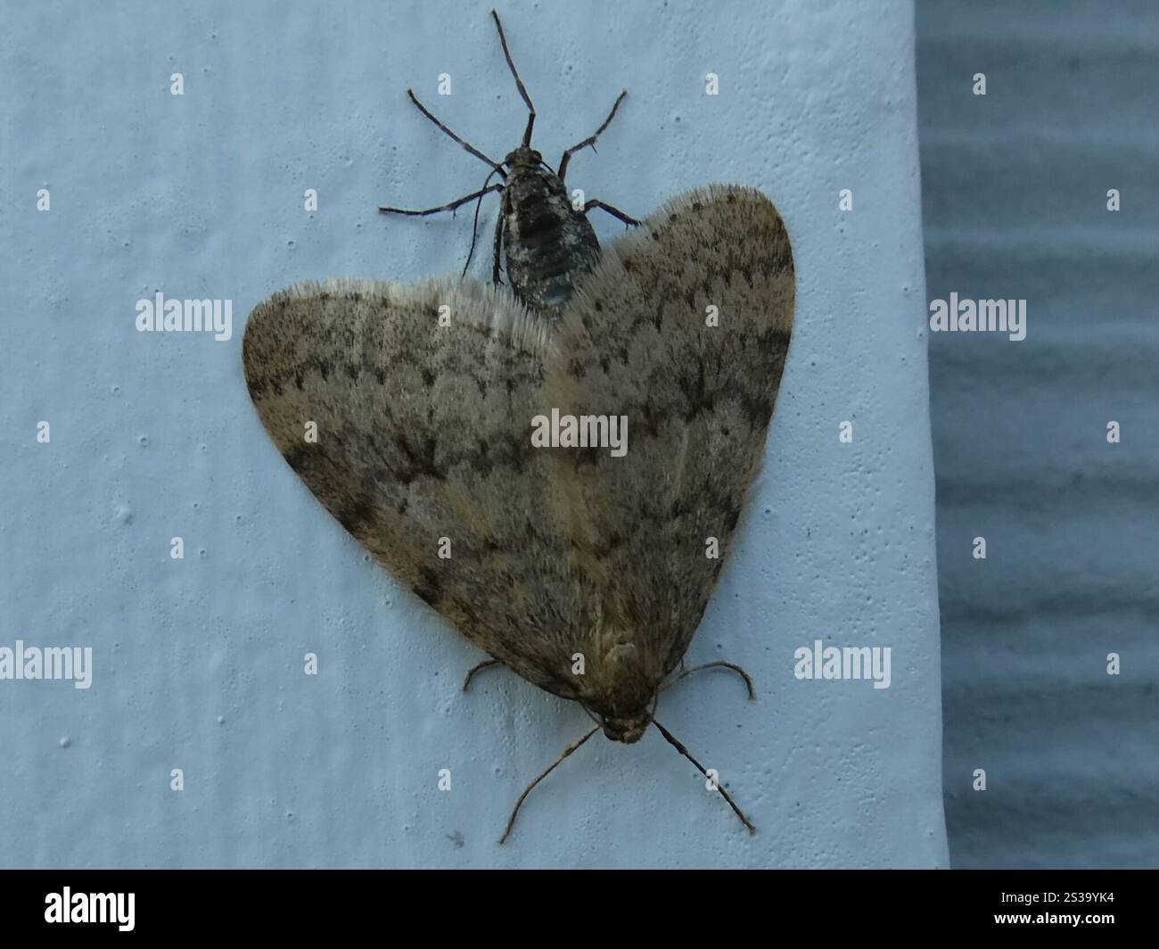Bruce Spanworm Moth (Operophtera bruceata Stock Photo - Alamy