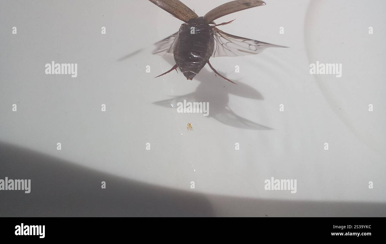 Cosmopolitan Diving Beetle (Rhantus suturalis Stock Photo - Alamy