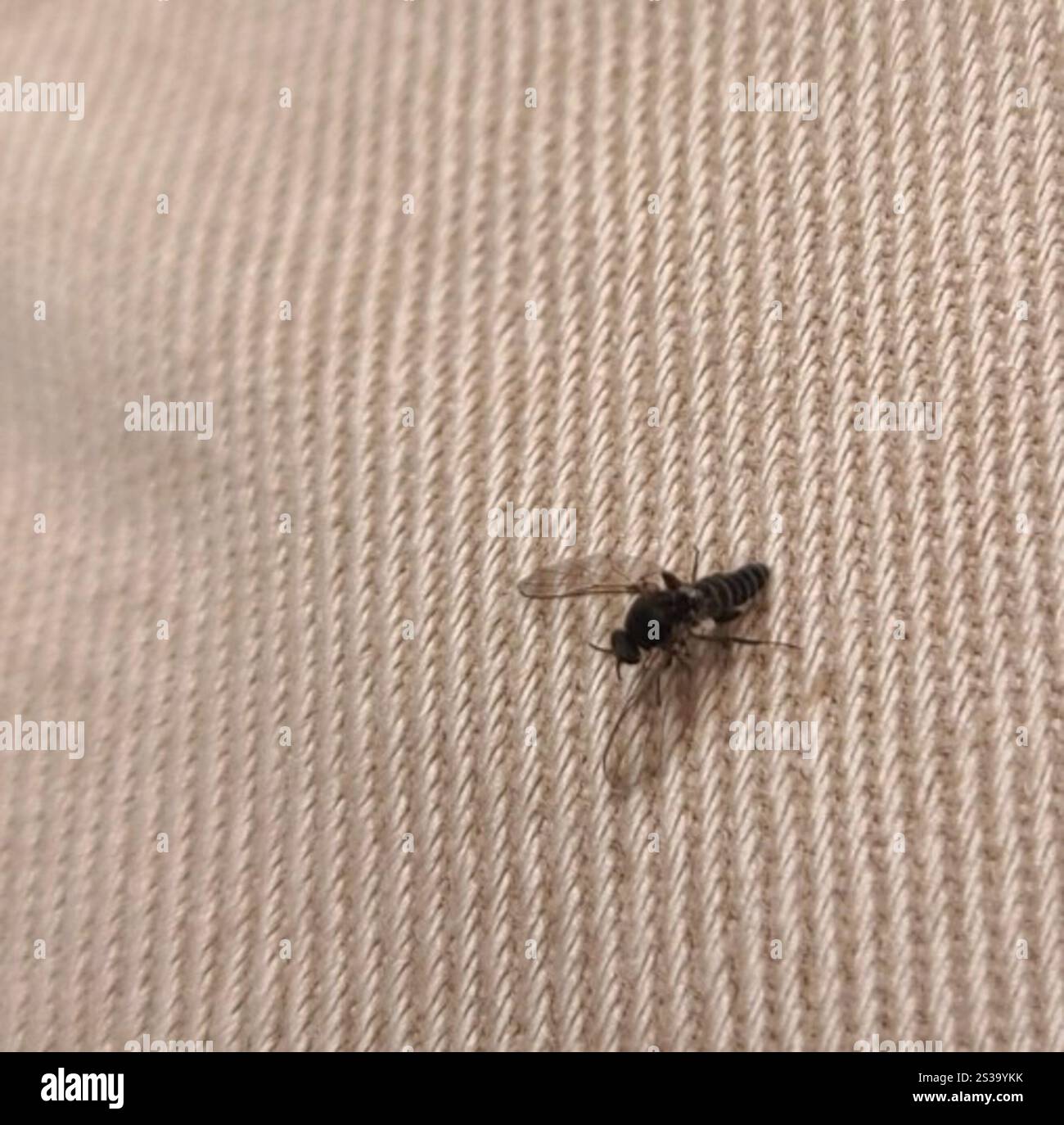 New Zealand Black Fly (Austrosimulium australense Stock Photo - Alamy