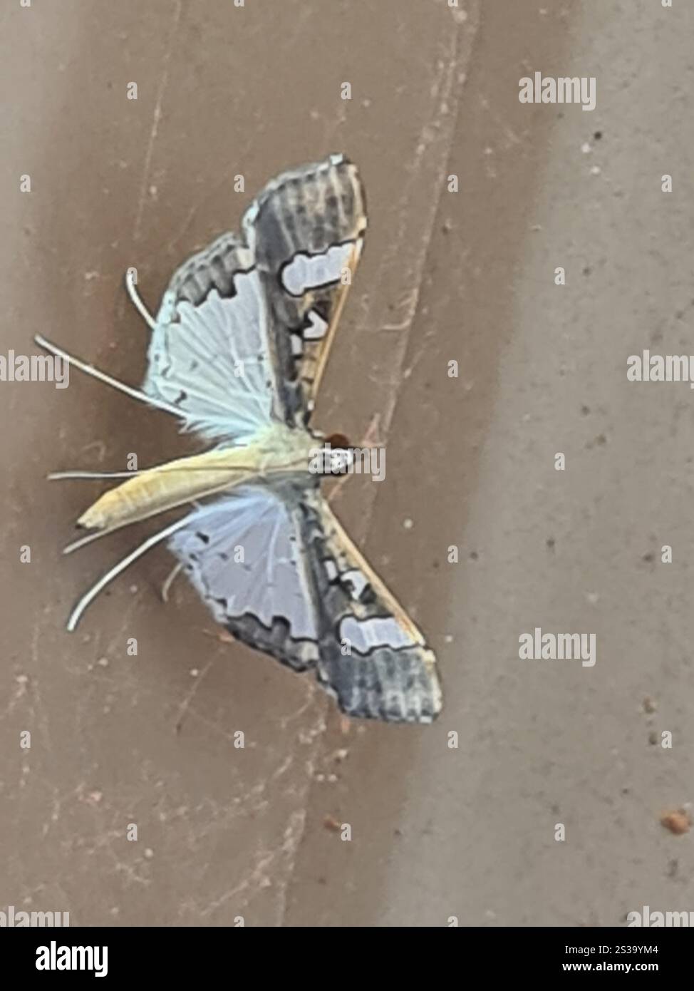 Mung Bean Moth (Maruca vitrata Stock Photo - Alamy