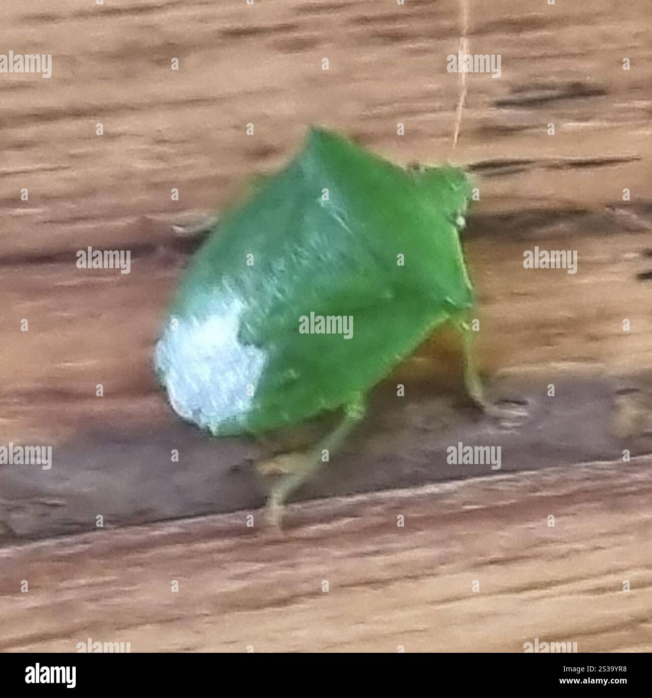 Green potato bug (Cuspicona simplex Stock Photo - Alamy