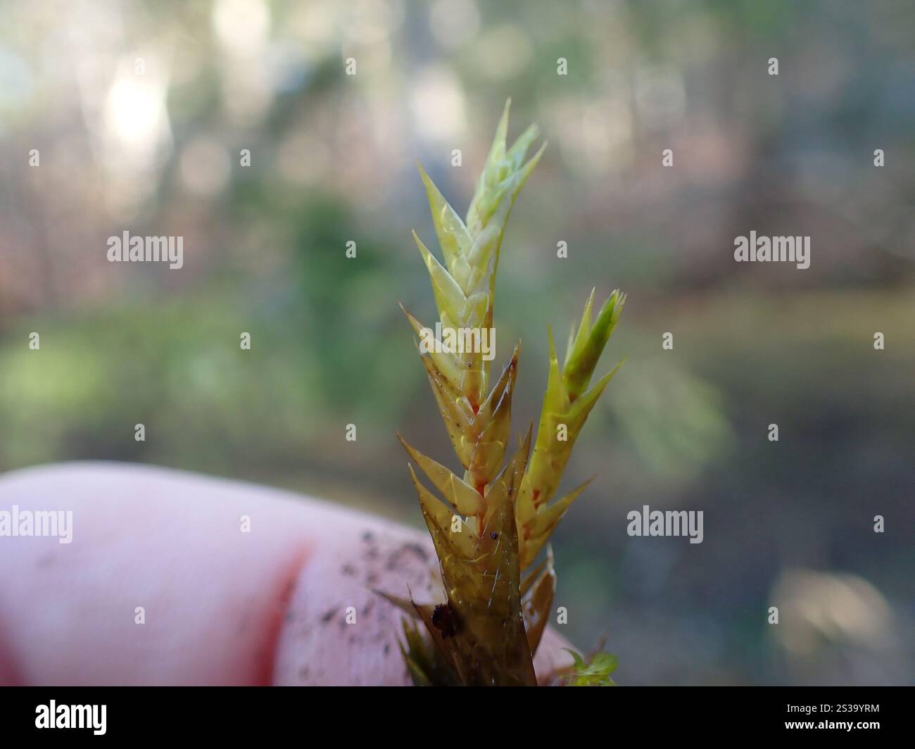 Willow Moss (Fontinalis antipyretica Stock Photo - Alamy