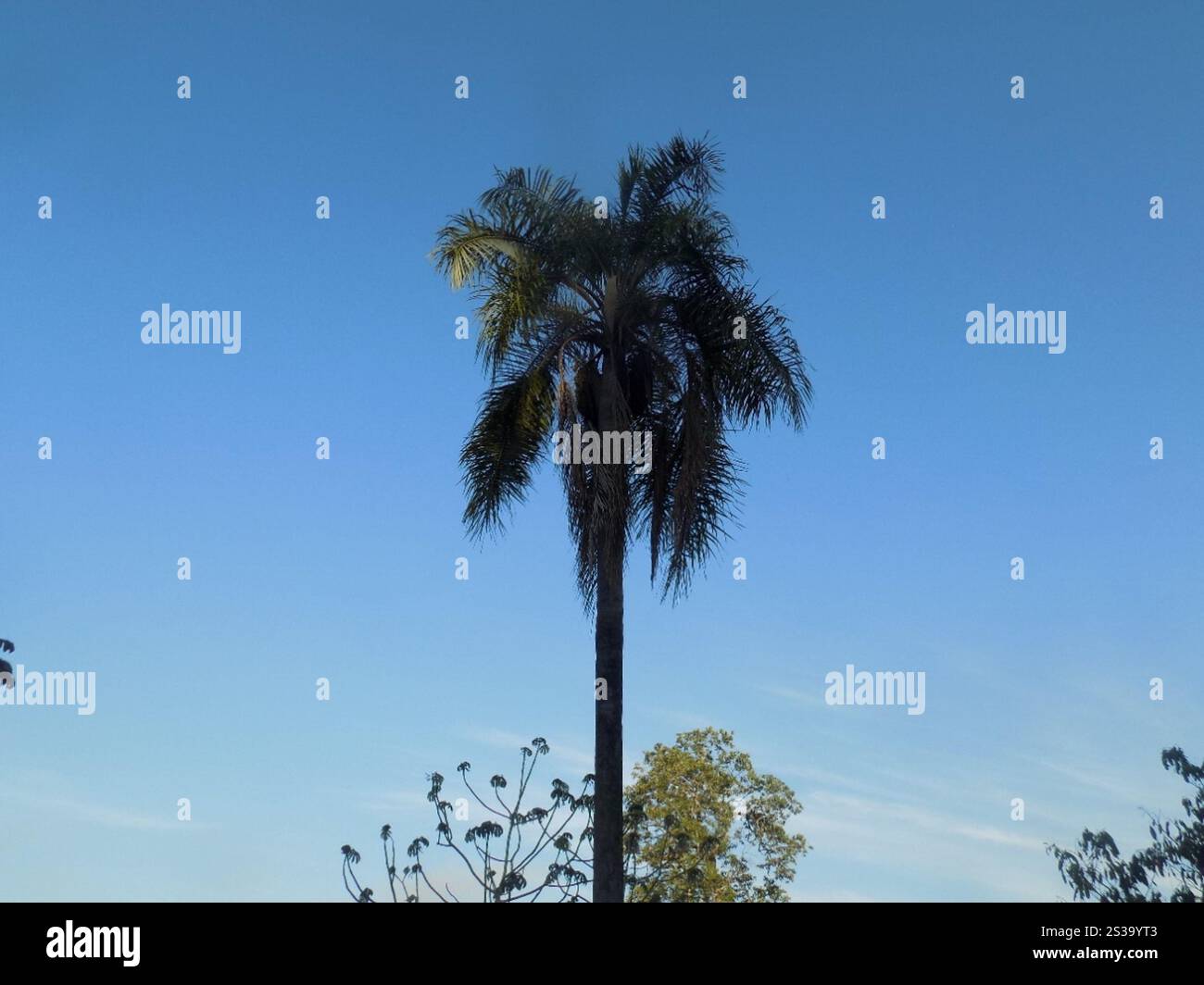 Palm syagrus romanzoffiana hi-res stock photography and images - Alamy