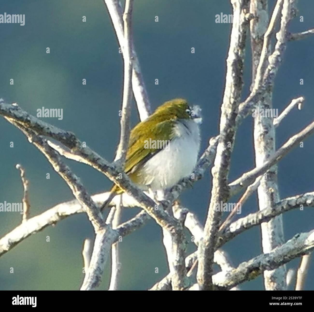 Black-crowned White-eye (Zosterops atrifrons Stock Photo - Alamy