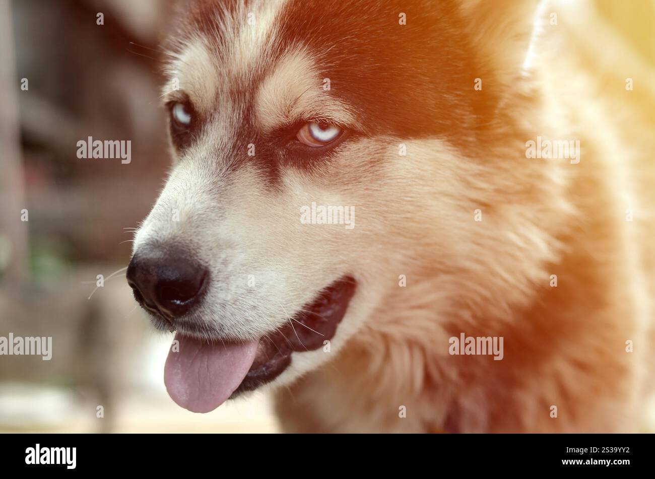 Alaskan Malamute with blue eyes. The Arctic Malamute is a wonderful ...