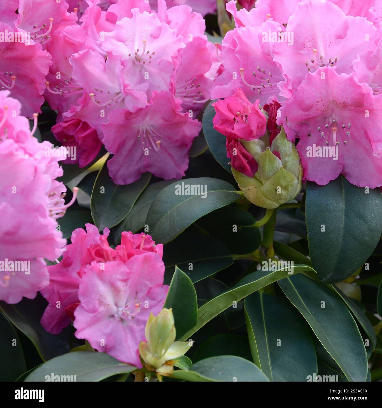 A large bush blooming Rhododendron in the botanical garden. Many pink ...