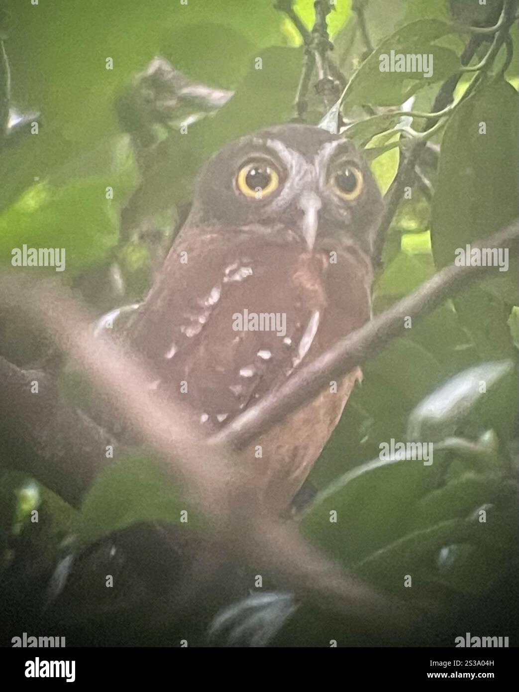 Ninox ochracea hi-res stock photography and images - Alamy