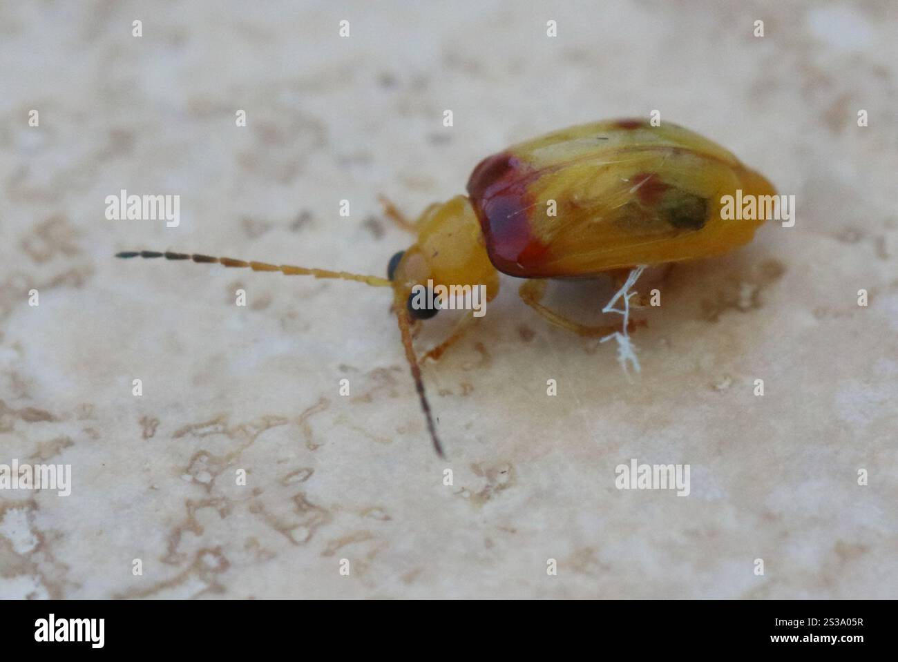 Red-shouldered Leaf Beetle (Monolepta australis Stock Photo - Alamy