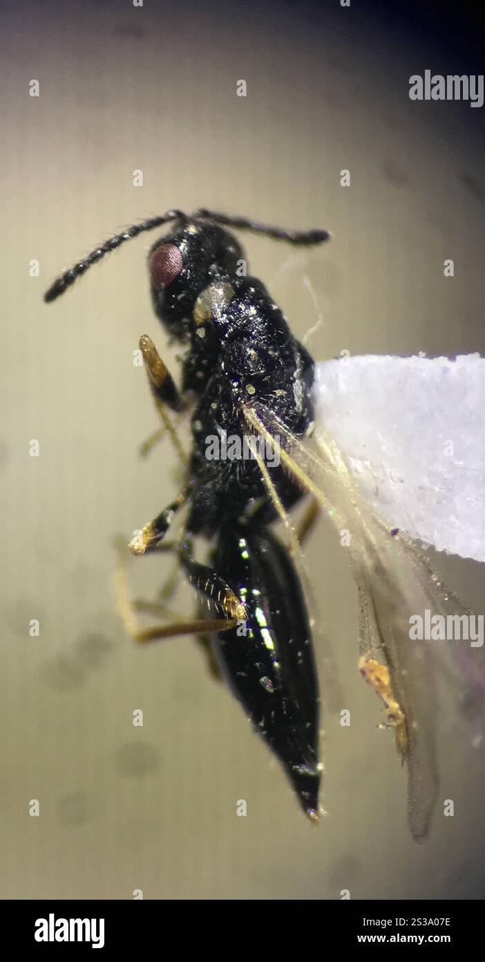 Tetramesa hi-res stock photography and images - Alamy