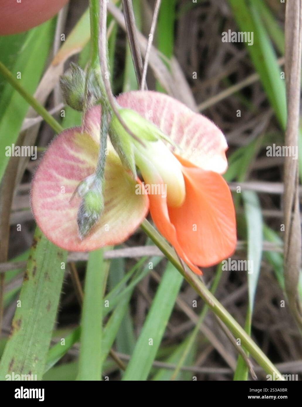 Orange Hoarypea (Tephrosia elongata Stock Photo - Alamy