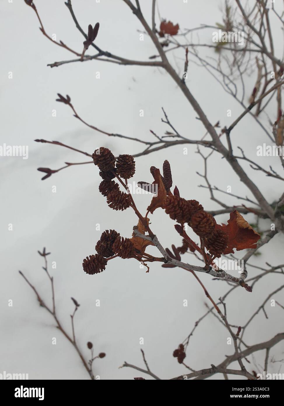 Alnus crispa hi-res stock photography and images - Alamy